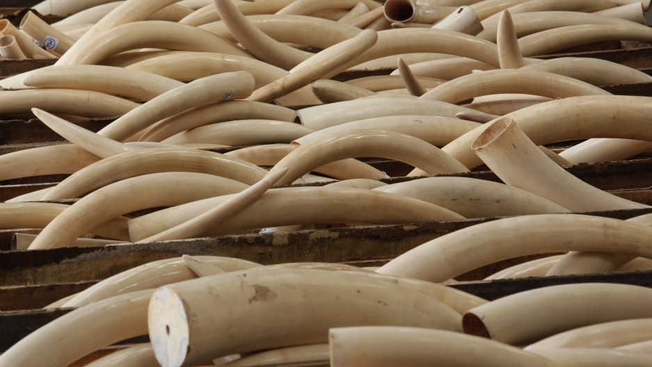 History of Ivory: Tracing the Cultural Significance and Controversies